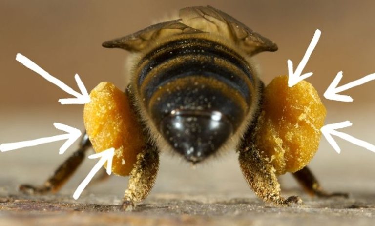 Bee Pollen 101: A Complete Guide to Benefits and Safe Use